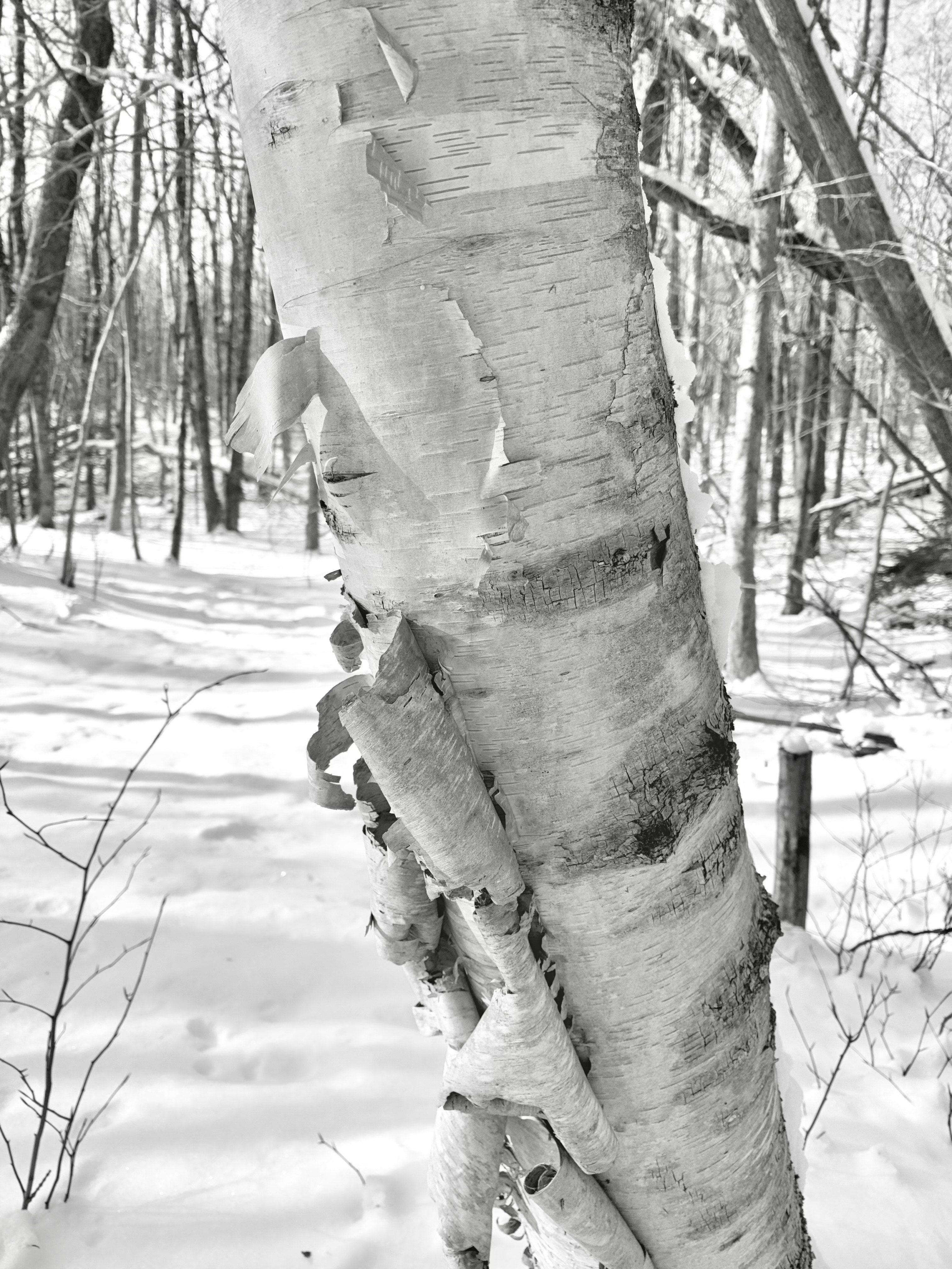 Paper Birch – The Becket Beat