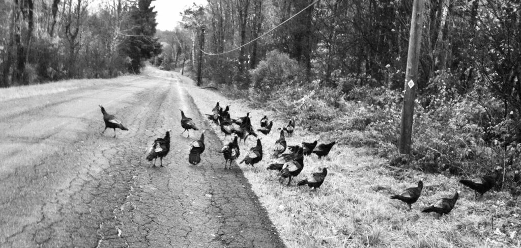 Fall Fowl Festival – The Becket Beat